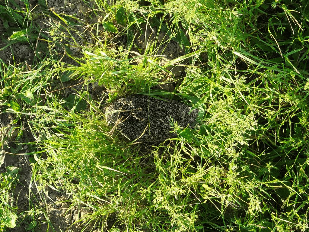 La zone Natura 2000 Champeigne